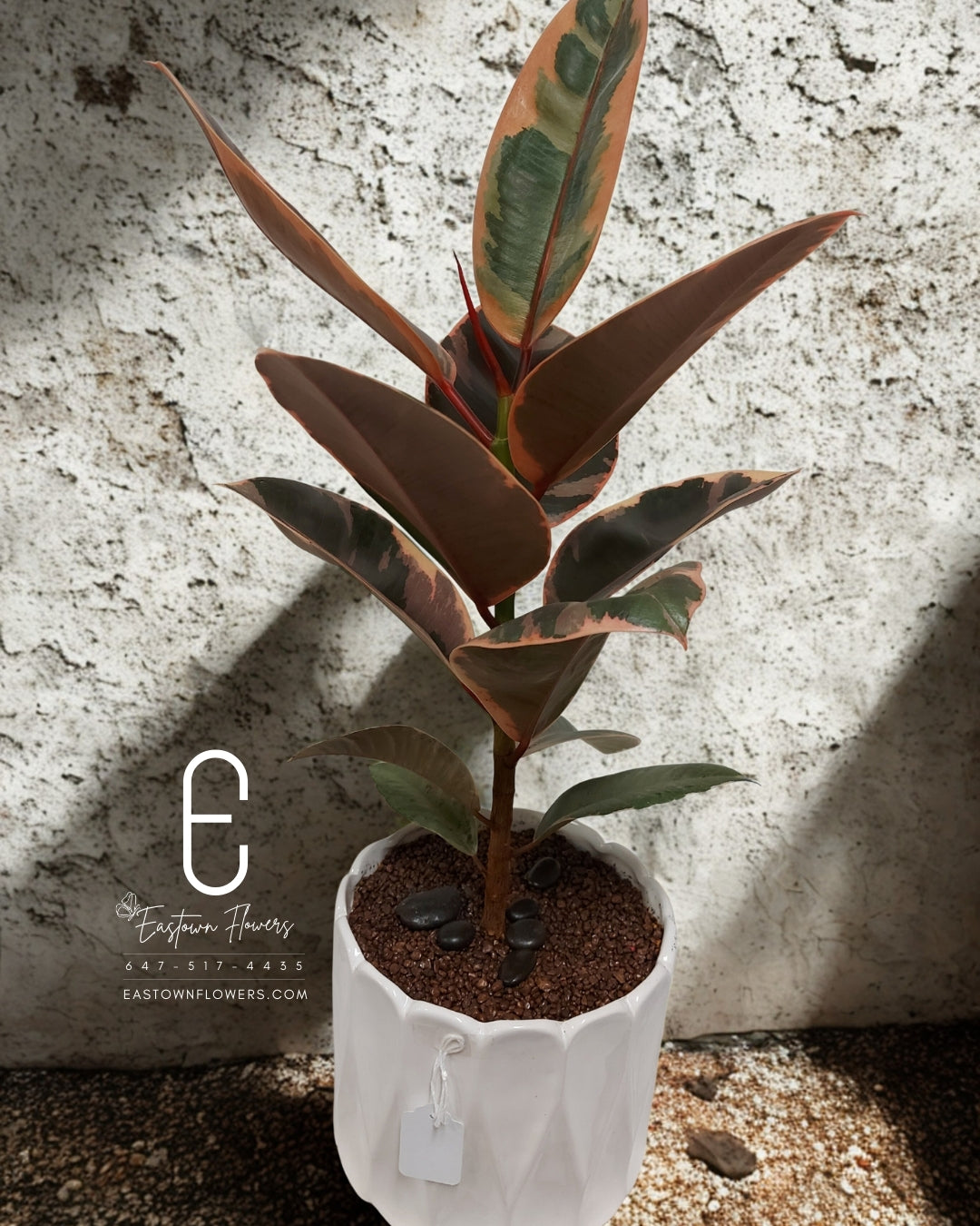 Rubber Tree (Ruby) – Eastown Flowers